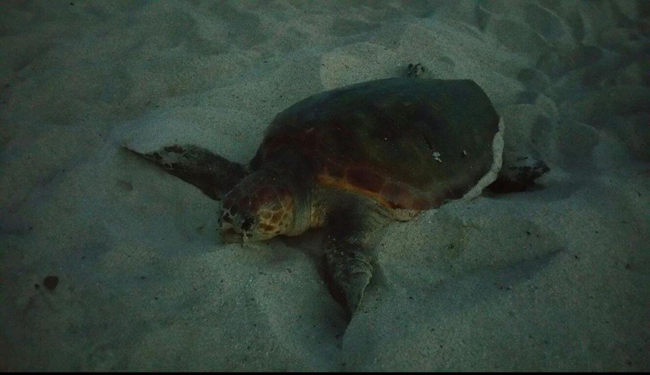 Tartaruga Caretta Caretta depone le uova per la prima volta a ... Tartaruga Caretta Caretta depone le uova per la prima volta a ...