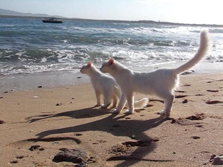 Colonia felina di Su Pallosu, nuovo appello per il riconoscimento ... Colonia felina di Su Pallosu, nuovo appello per il riconoscimento ...